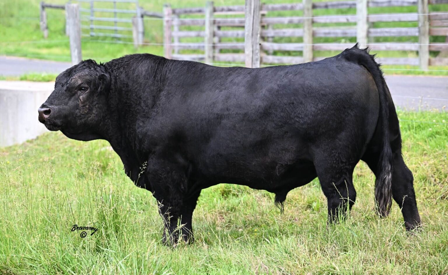 Lenape Cattle Company | Limousin Cattle - Telford, Pennsylvania